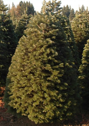Christmas tree types available at Big Wave Dave's